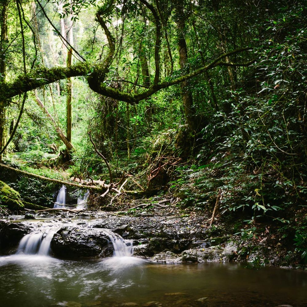 mantin-forest-art-farmstay-文美藝林度假村 Negeri Sembilan