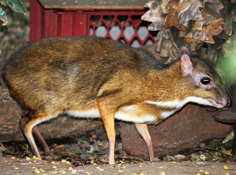 Lesser mouse-deer - MyHometown Lesser mouse-deer